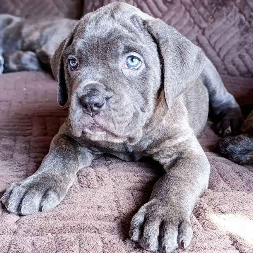 Кане-корсо, щенок