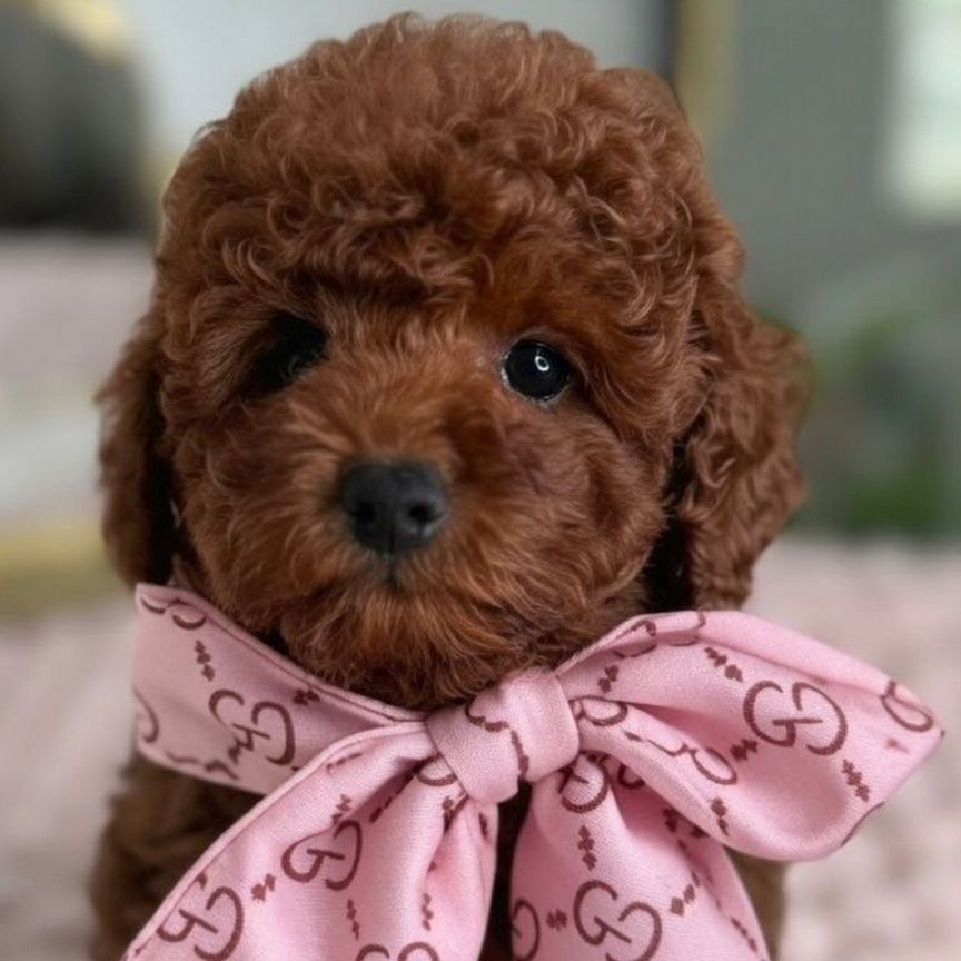 Той-пудель, щенок