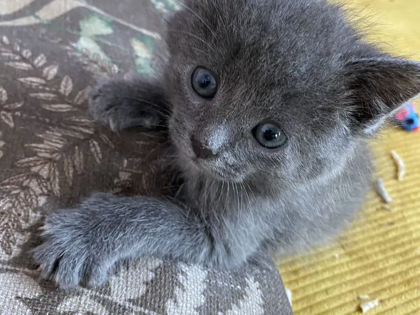 Красивые котята