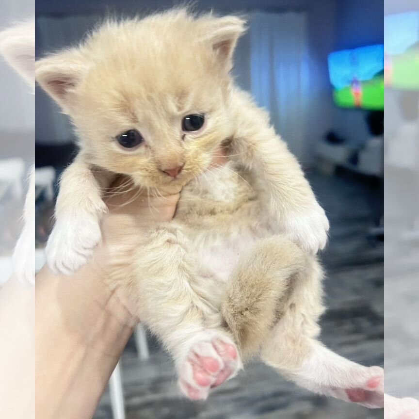 Сибирский котёнок