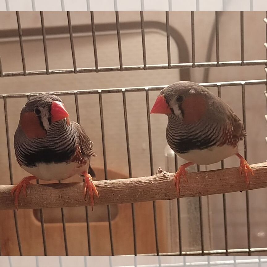 Зебровые амадины