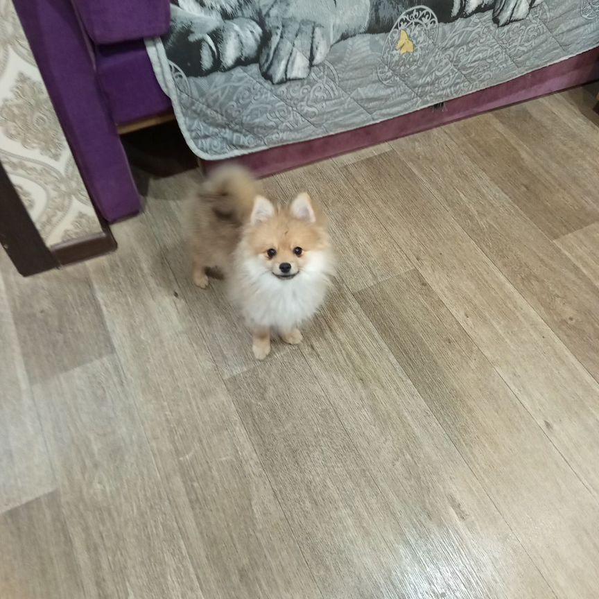 Шпиц