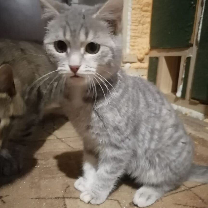 Кошка 5 месяцев