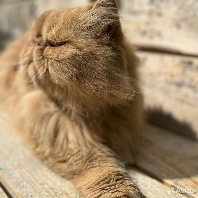 Персидский кот
