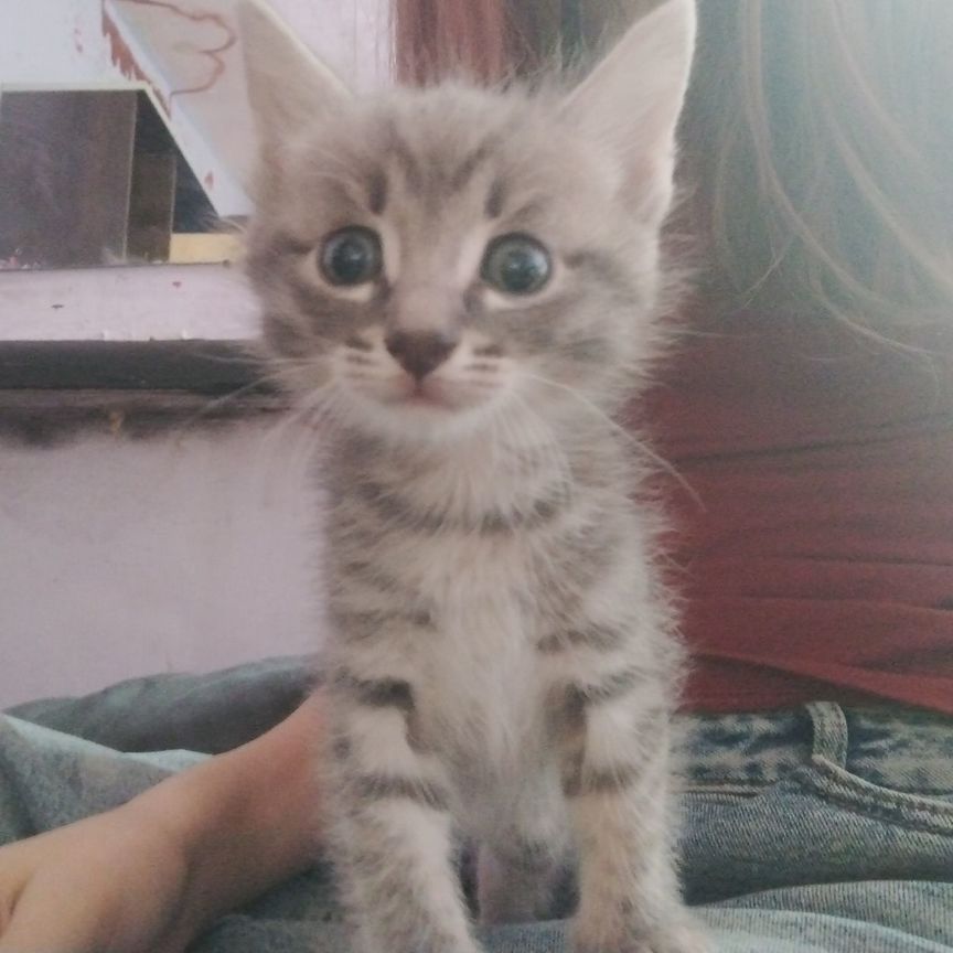 Котёнок в добрые руки