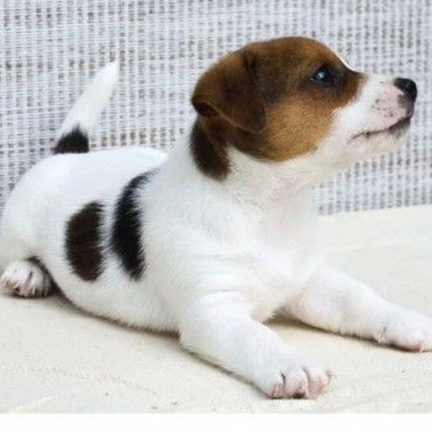 Очаровашка