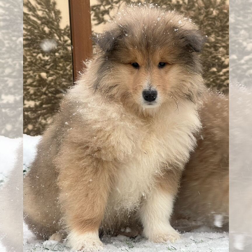 Колли для вас