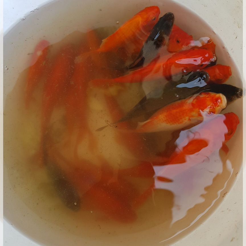 Рыбки для пруда