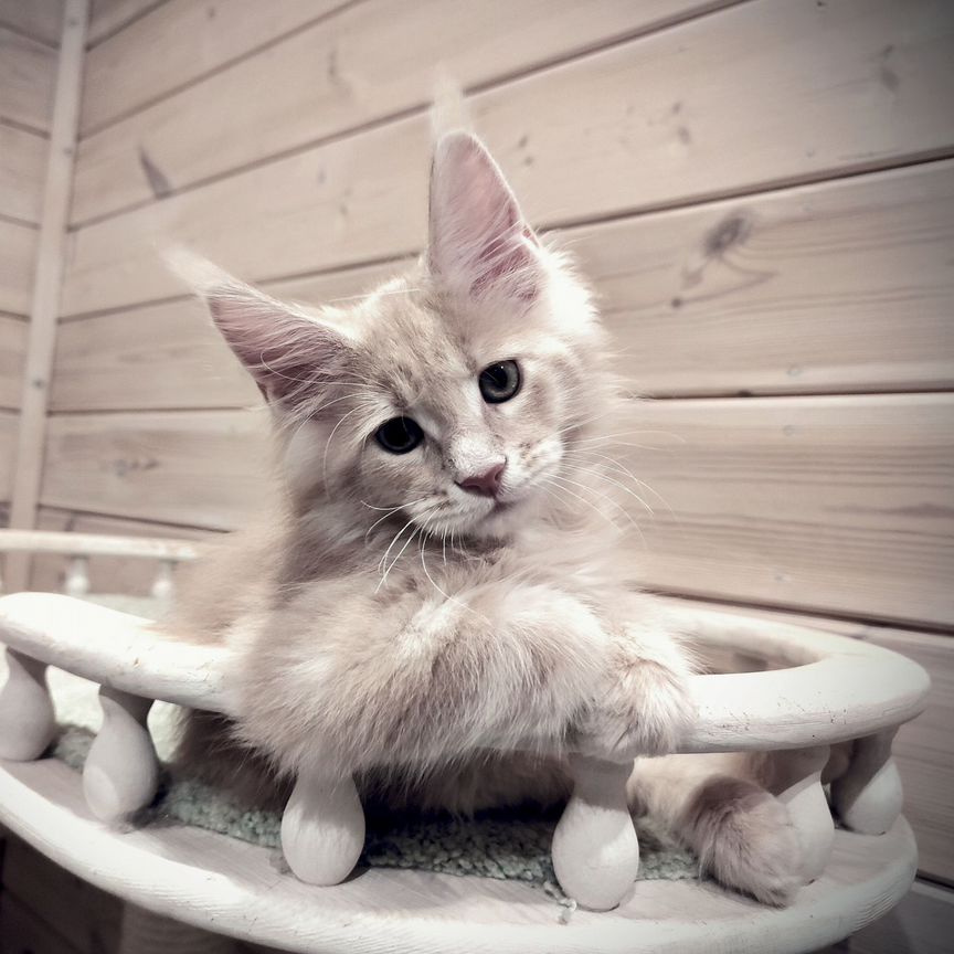 Шикарный котенок мейн кун