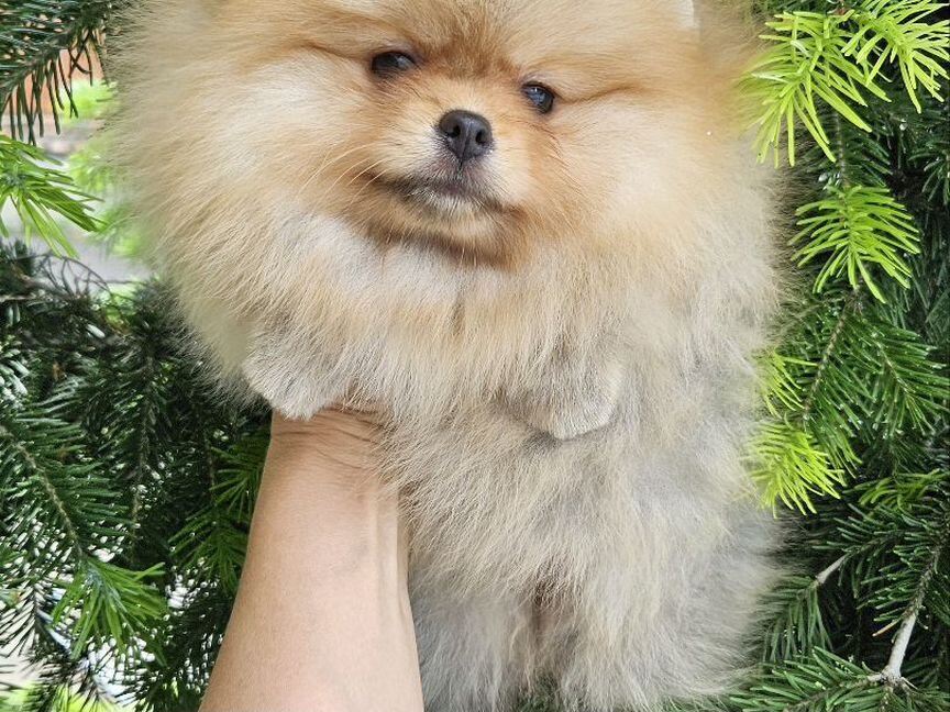 Померанский шпиц