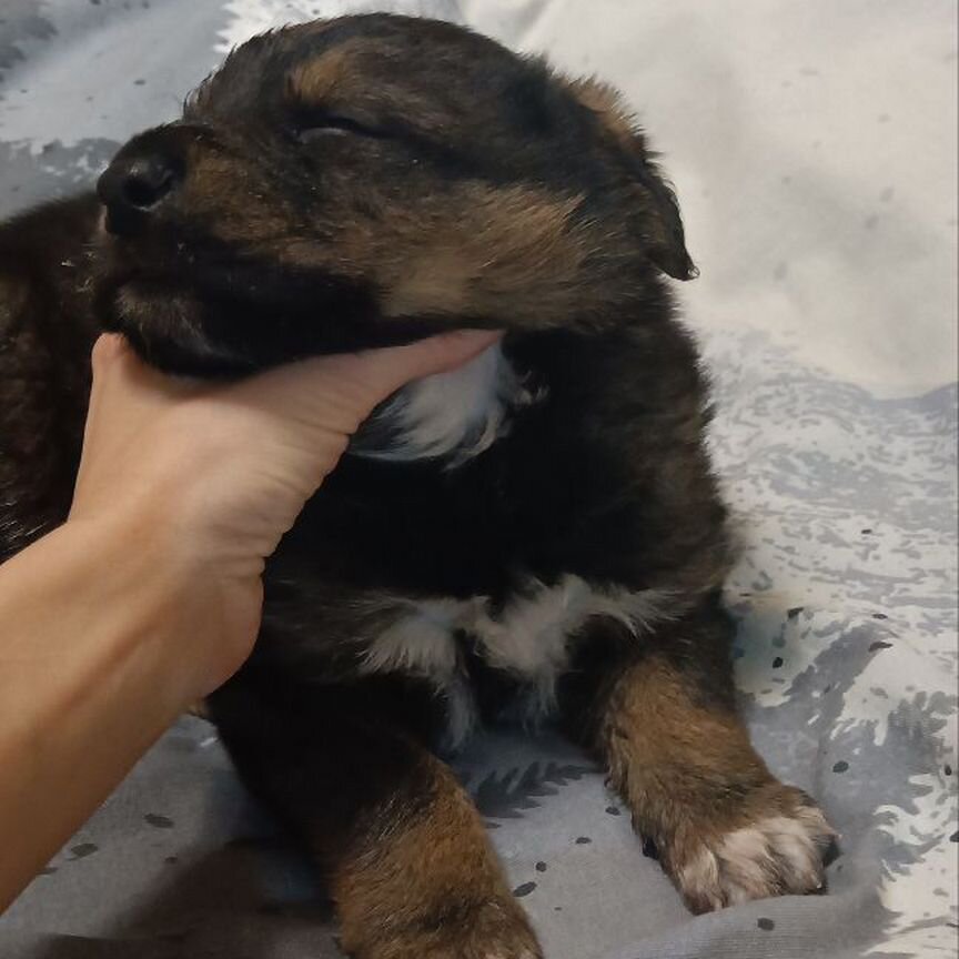 Отдам щенка