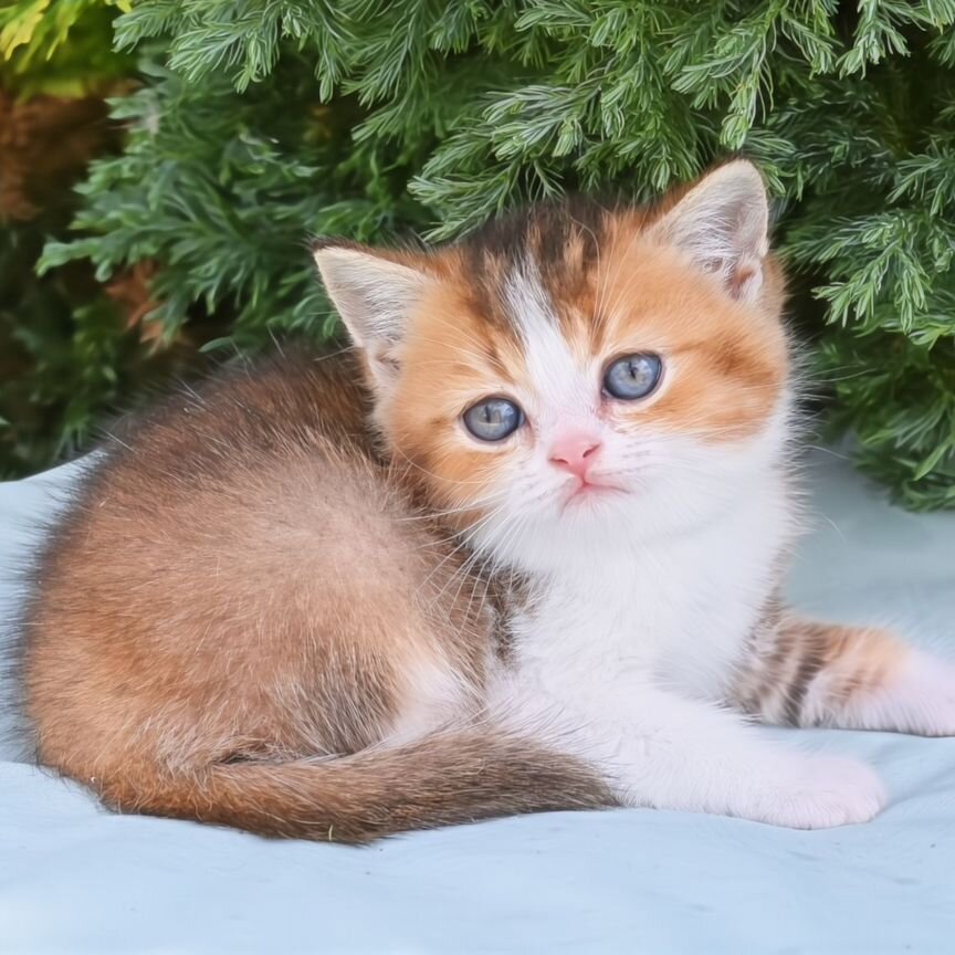 Шотландский прямоухий короткошёрстный котёнок