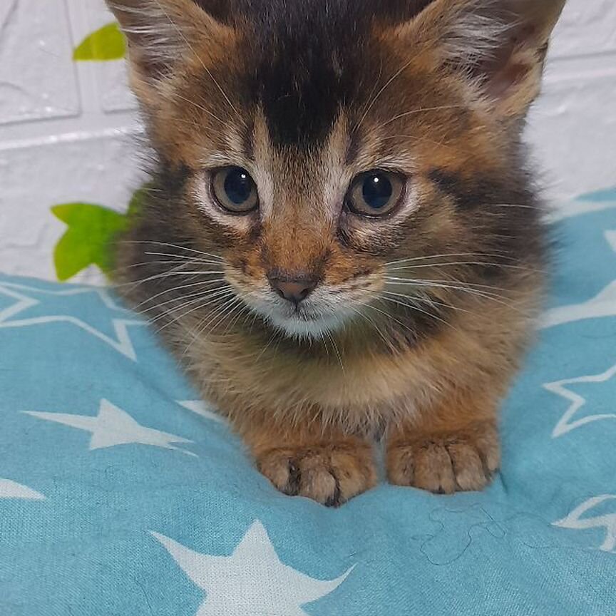 Котята метисы