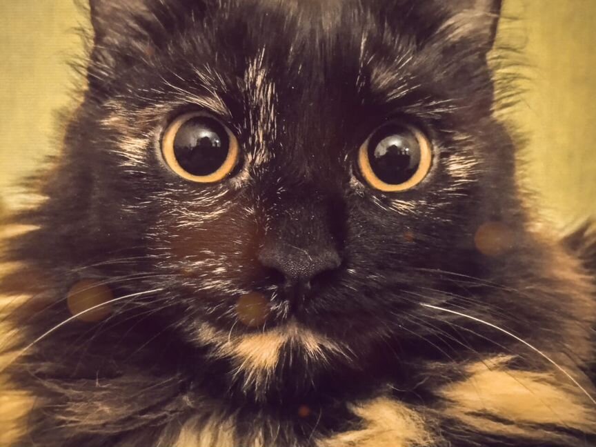 Кошечки (Ляля и Ева) ищут дом