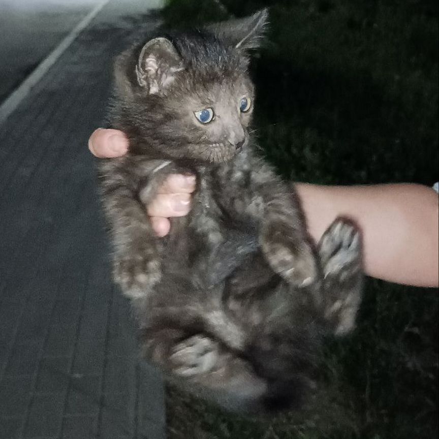 Котёнок в добрые руки