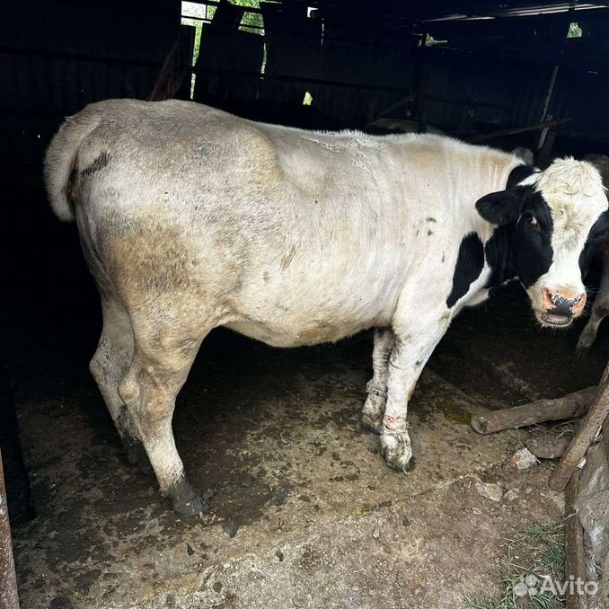 Продам коров телок