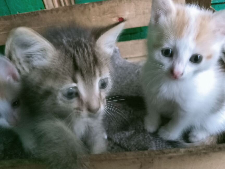 Чудесные котята