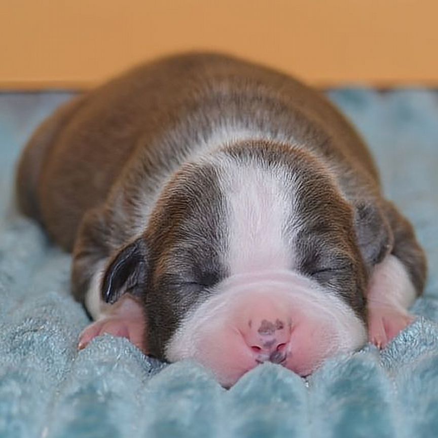 Американский стаффордширский терьер, щенок