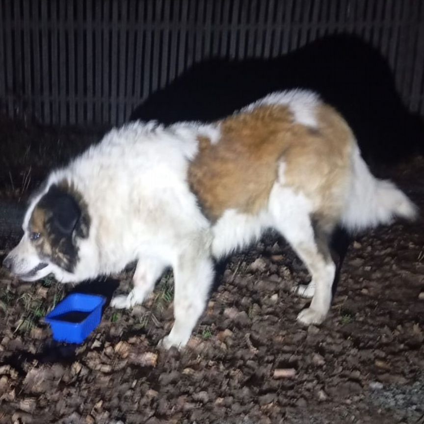 Московская сторожевая, взрослый пёс