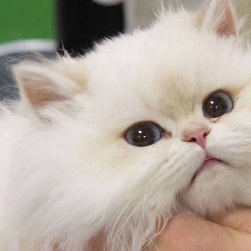 Шиншилла синеглазая