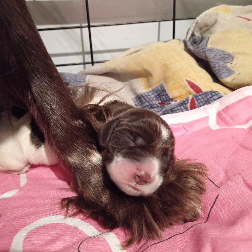 Русский охотничий спаниель, щенок