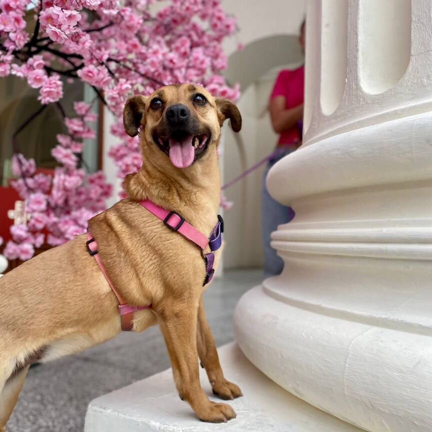 Маленькая собака Дюша в добрые руки