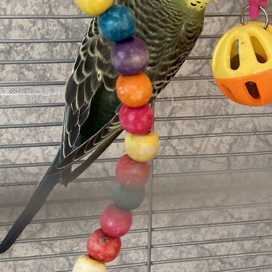 Птенец волнистого попугая