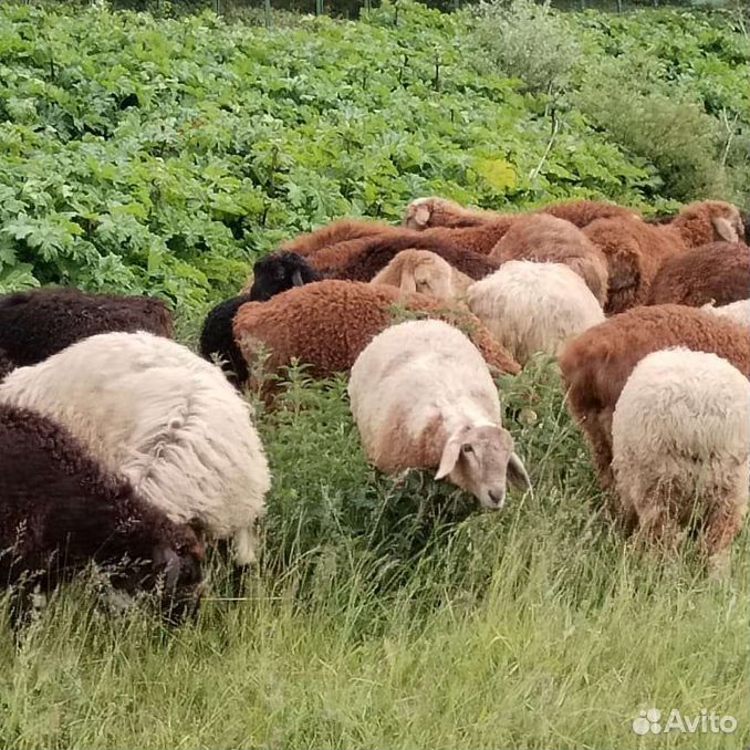 Курдючные барашки и овцы