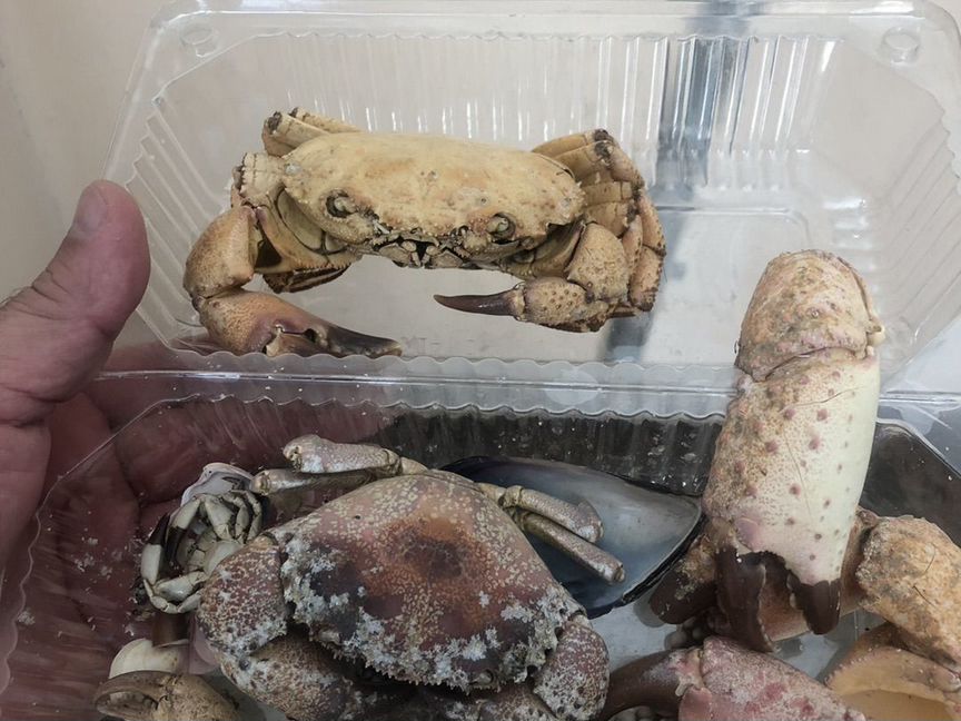 Краб аквариумный