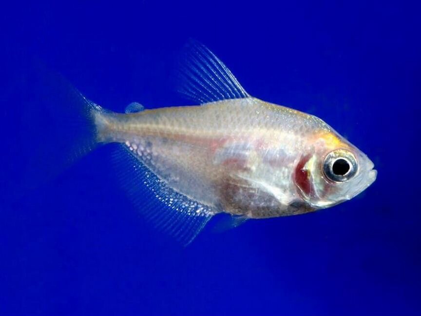 Тернеция кормовая (минимальный заказ: 50шт)