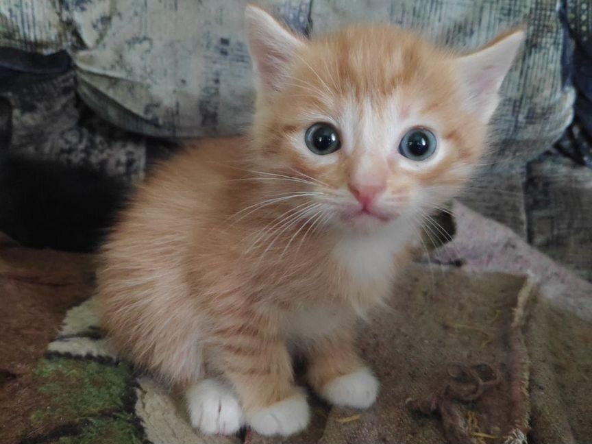 Котята