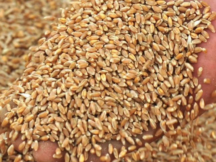 Зерно пшеница 3 класс