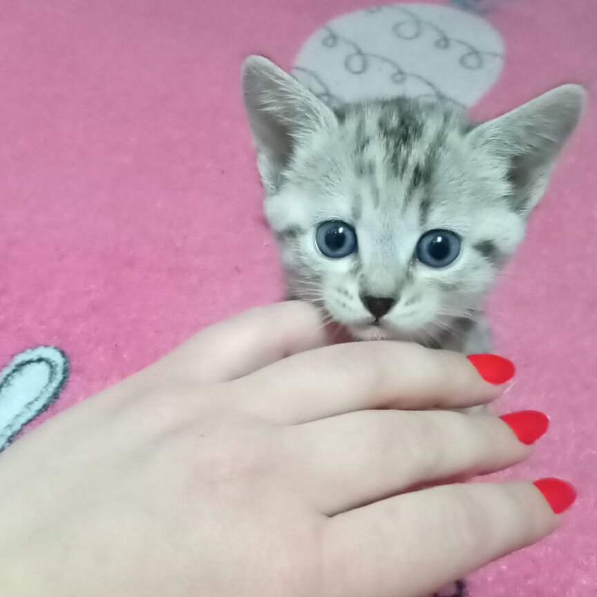 Бенгальские котята