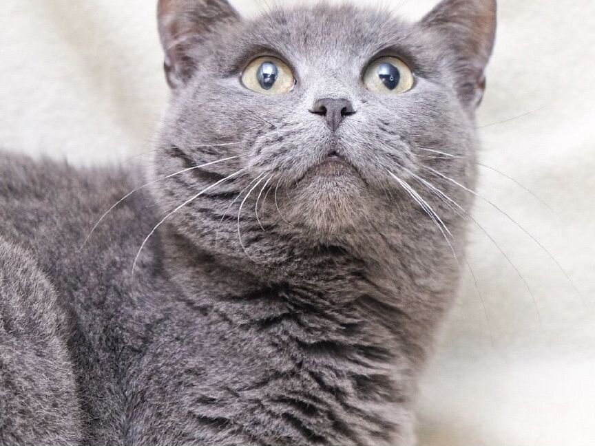 Плюшевая кошечка Принцесса все еще в приюте