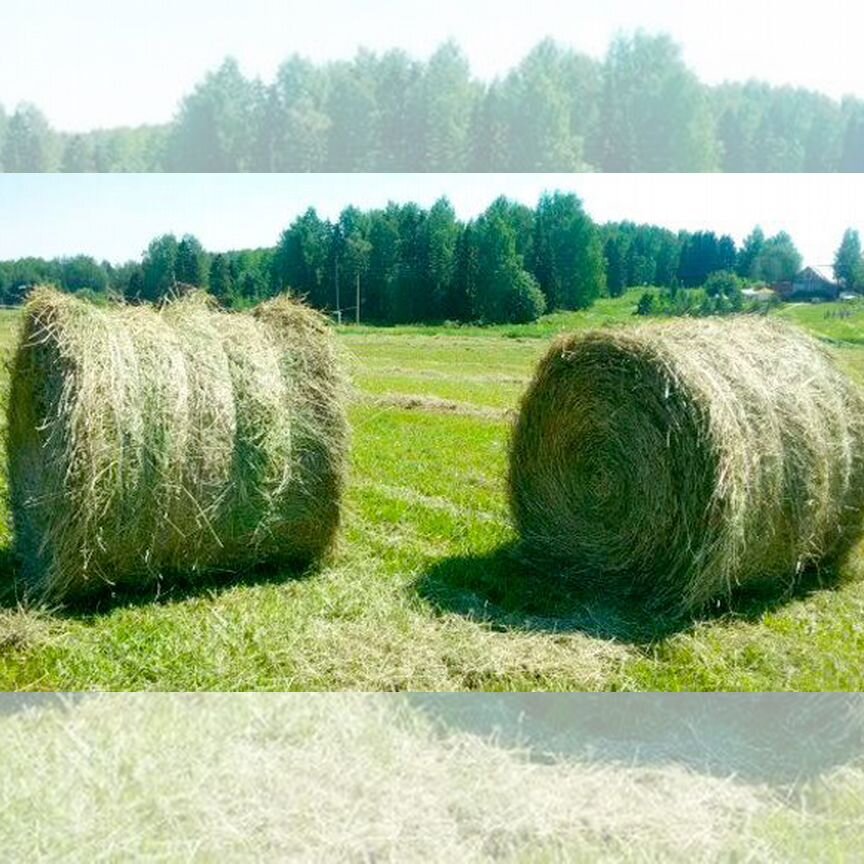 Сено в тюках