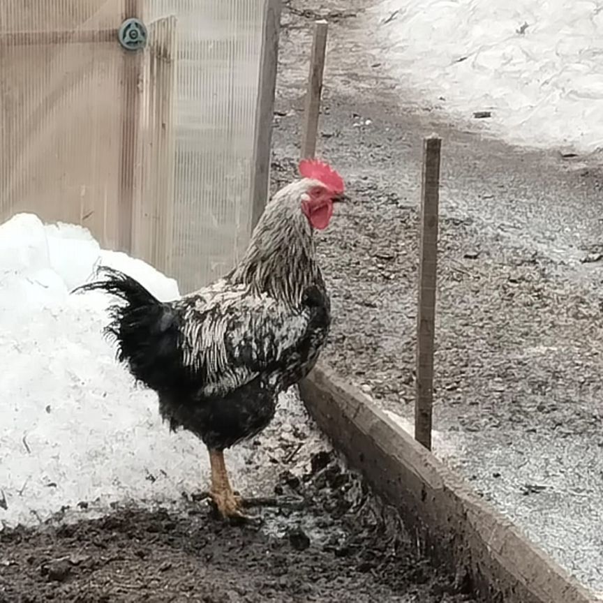 Петух, август 2024