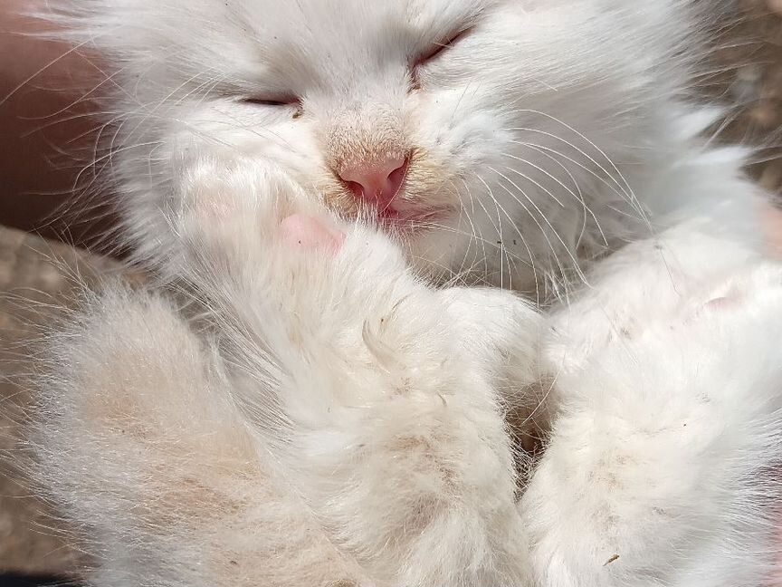 Белый котёнок в добрые руки