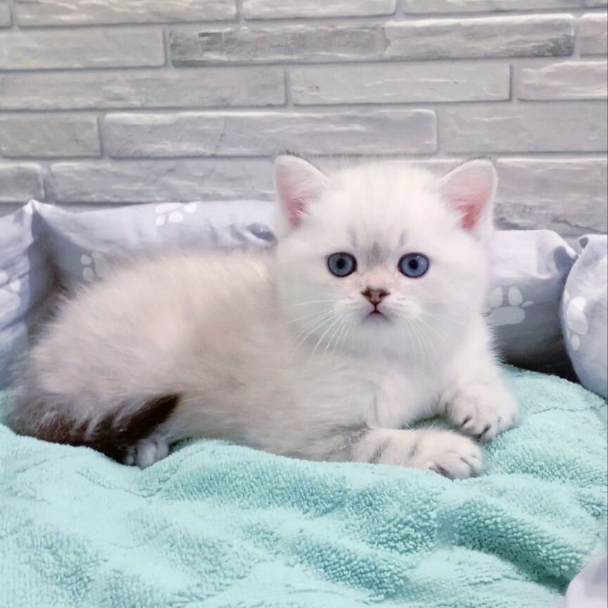 Шотландский плюшевый котик