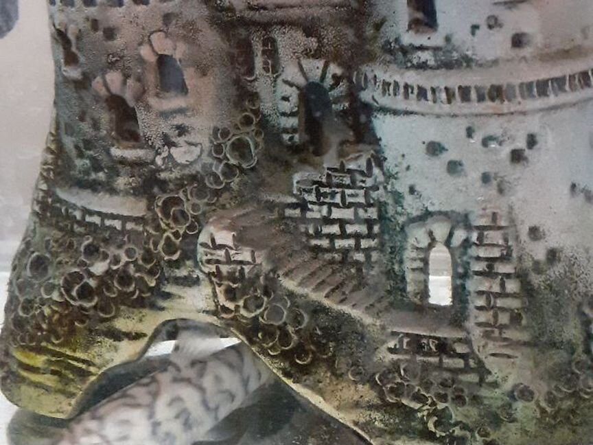 Боция мраморная