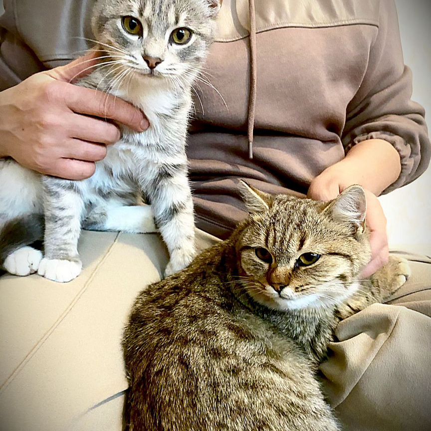 Котята в добрые руки бесплатно