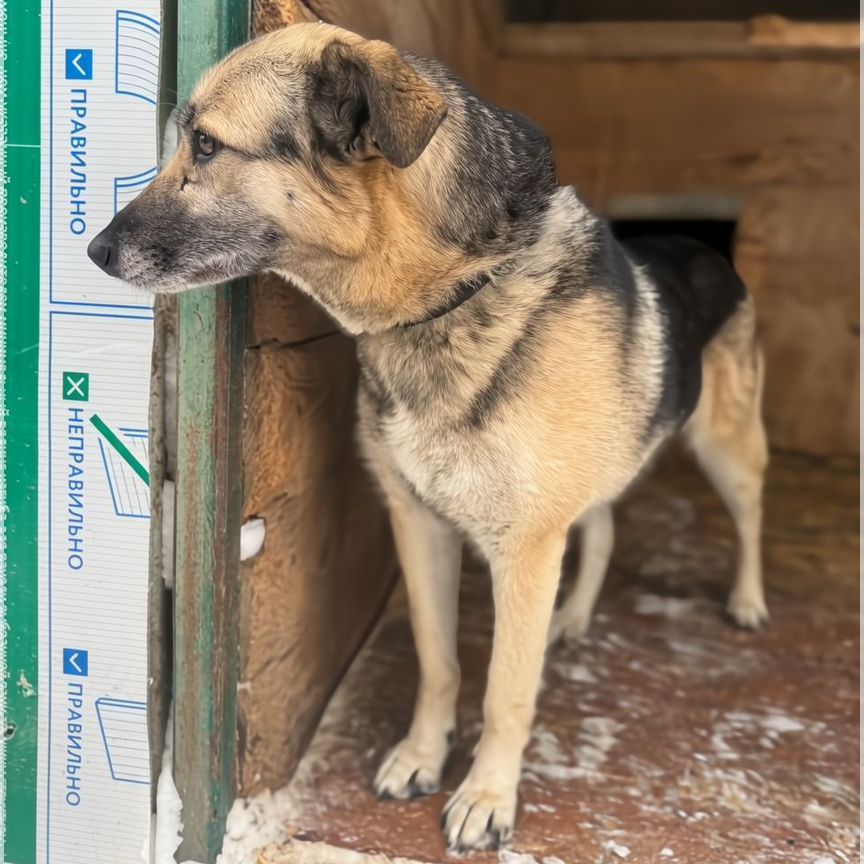Взрослая собака в добрые руки