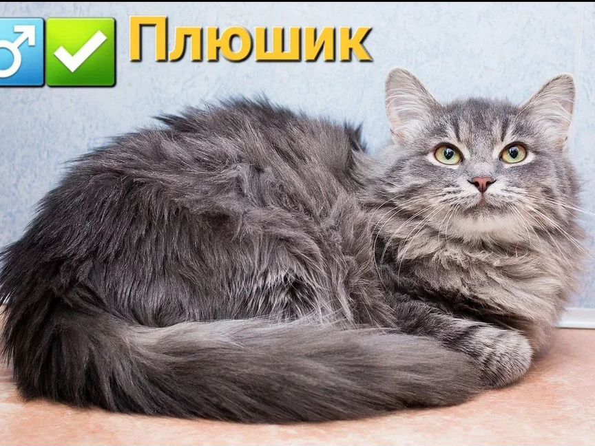 Если у вас еще нет Кота, ТО у нас они Есть