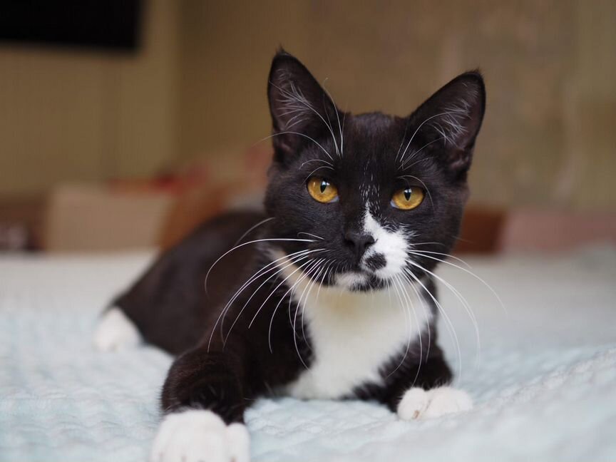Котенок