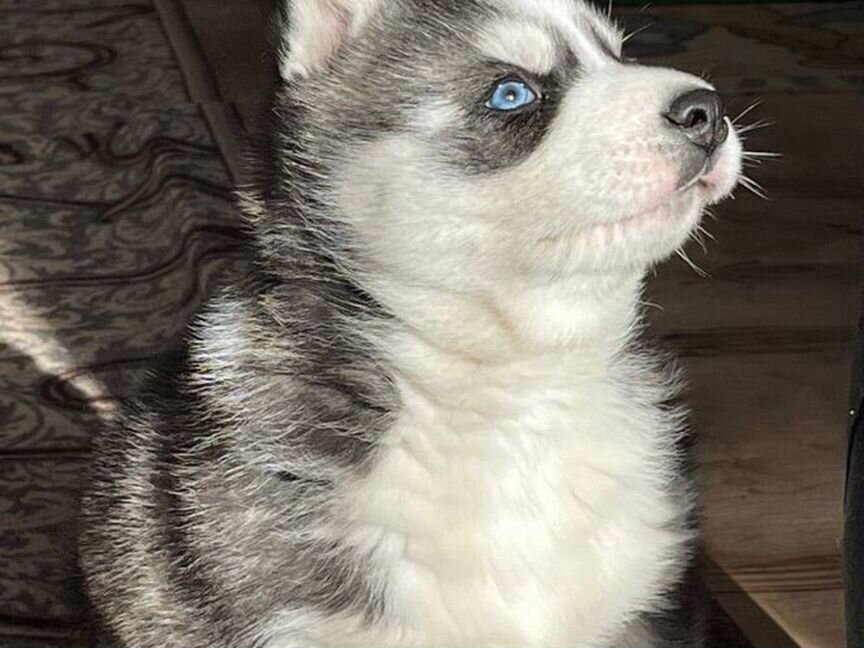 Щенки сибирской хаски мальчик