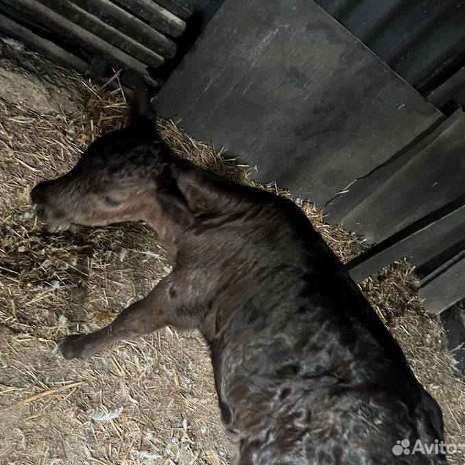 Телочка 3 дня