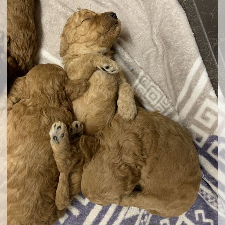 Той-пудель, щенок