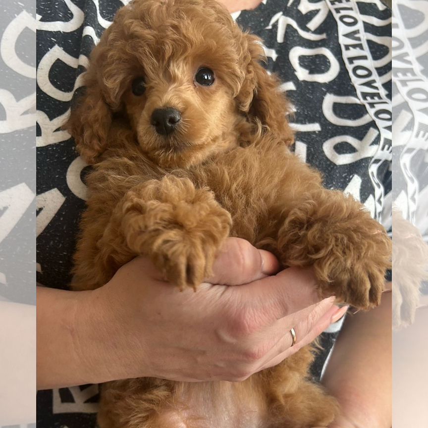 Пудель, щенок