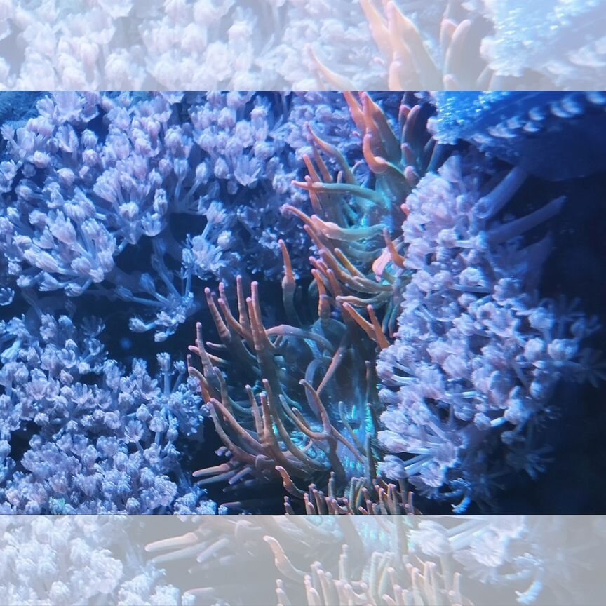 Ксения пульсирующая,Капнелла