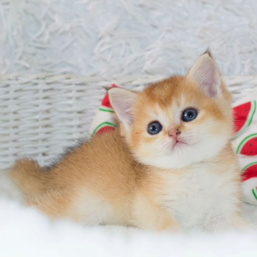 Девочка Scottish-straight ny11