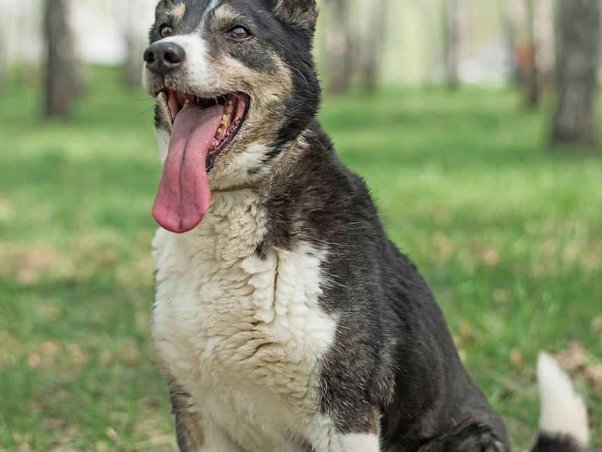 Заберите Чака из приюта